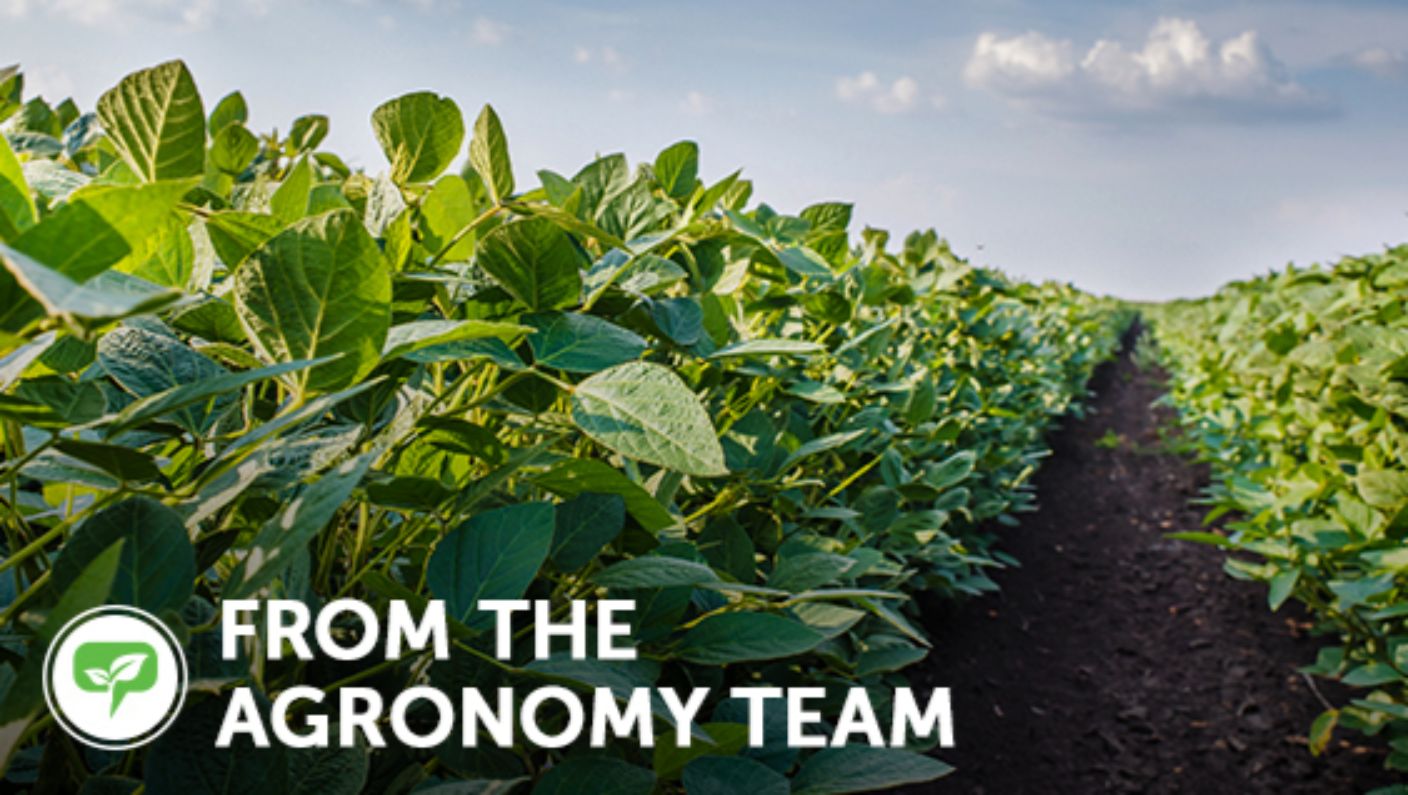Sulfur Nutrition in Midwest Soybeans