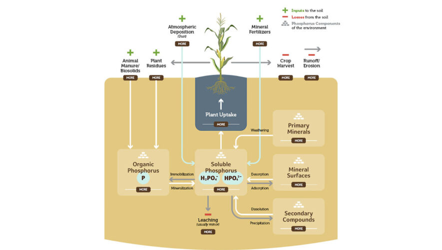Phosphorus in Soil