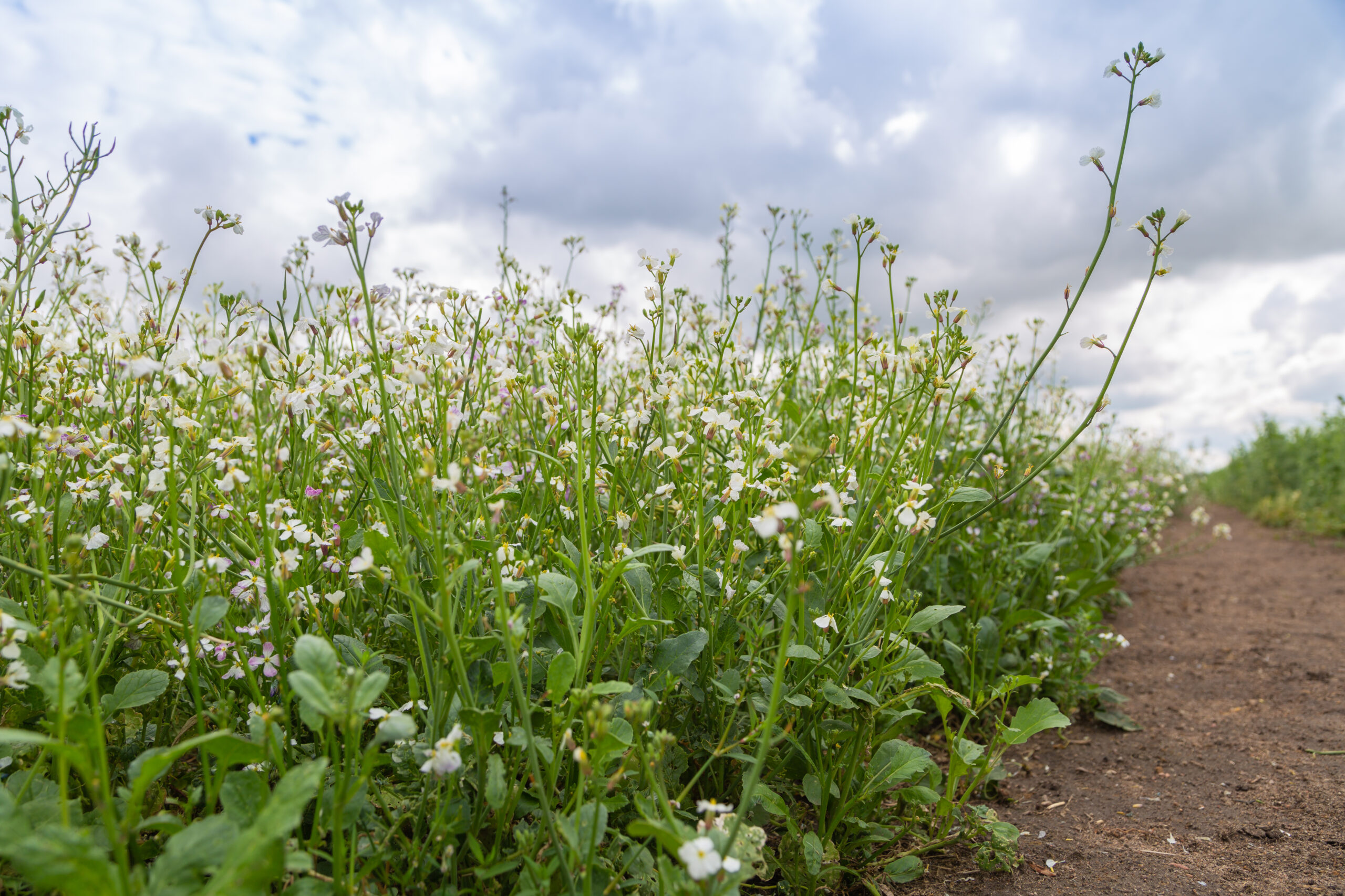 Oilseed Radish Cover Crop And Nutrient Recycling | eKonomics