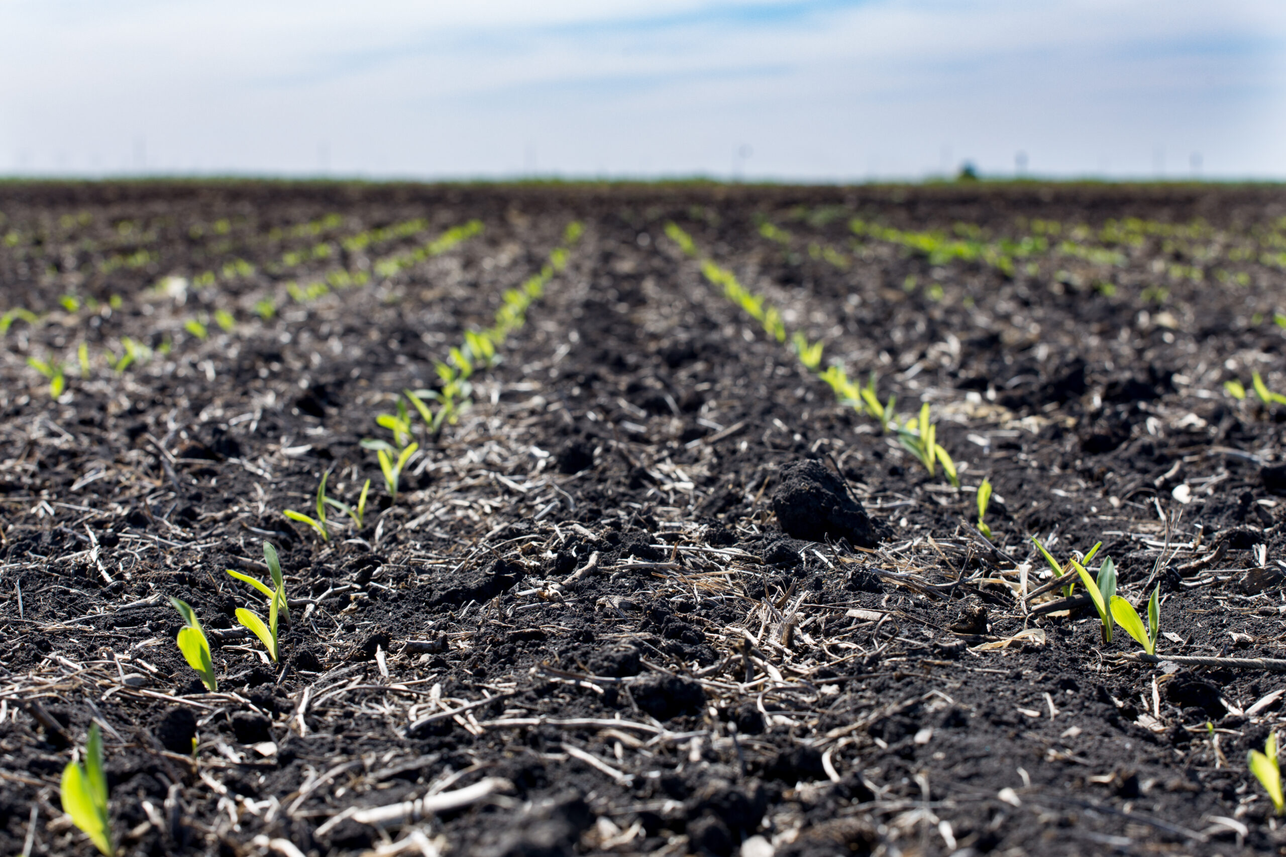 Starter Fertilizer in Corn