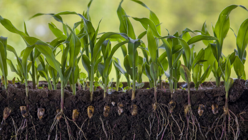Defining And Understanding Enhanced Efficiency Fertilizers Ekonomics