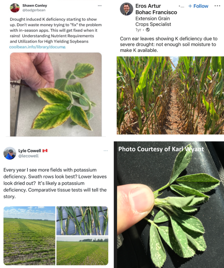 Crop Potassium Deficiency Under Challenging Conditions