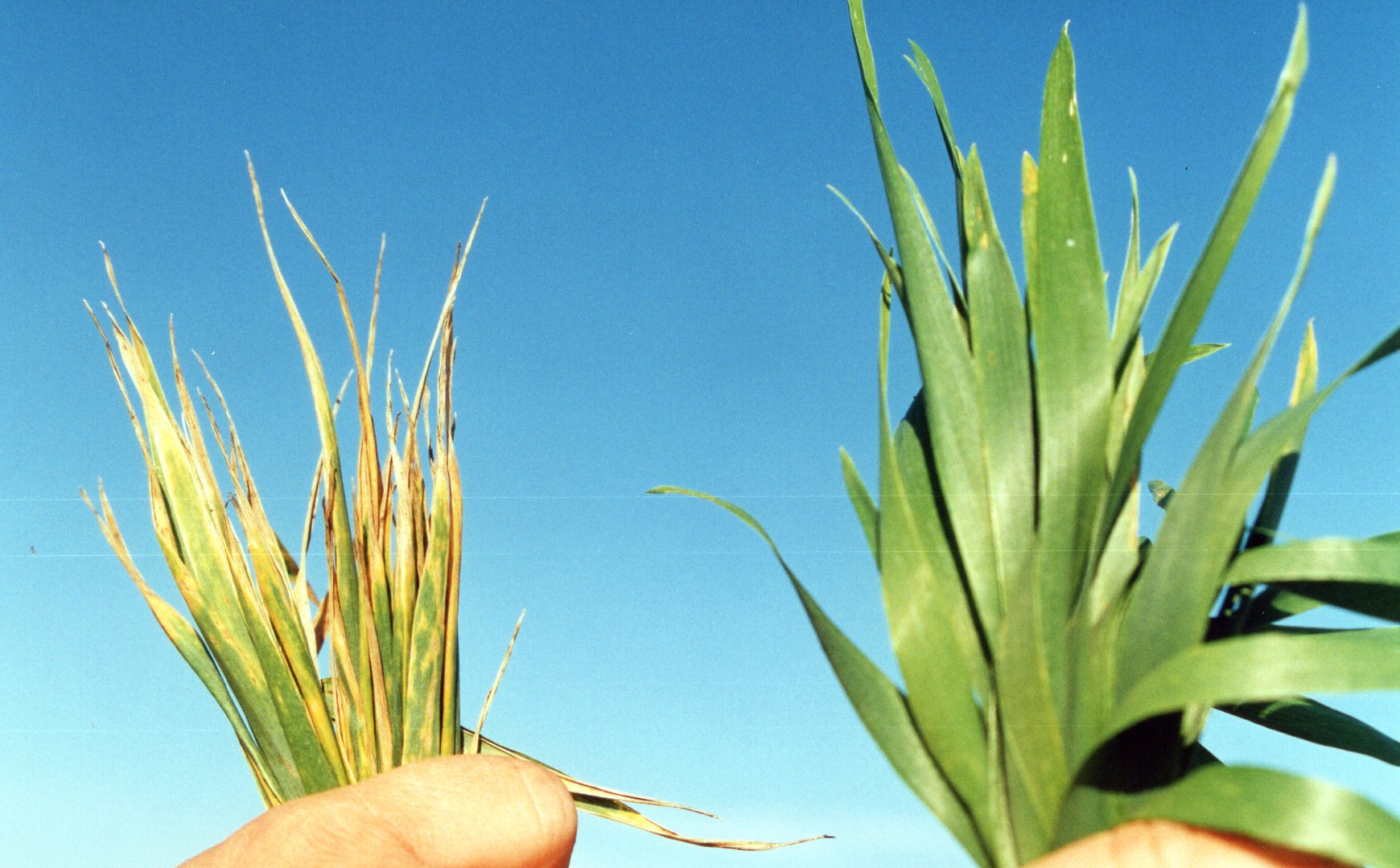 The Copper Fertility Of Saskatchewan Soils - eKonomics